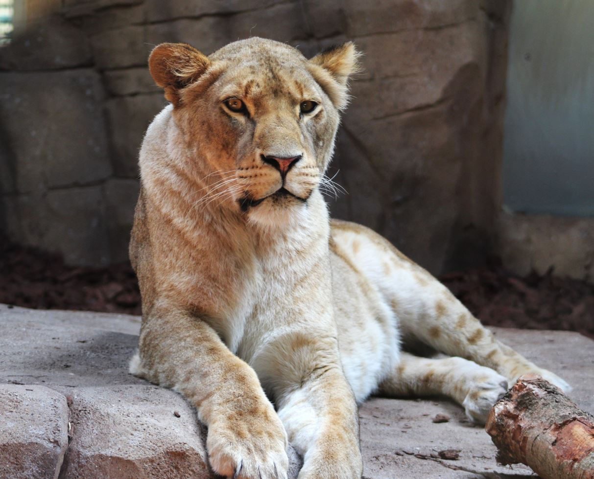 One Of The UK s Top Animal Parks Blackpool Zoo One Of The UK s Top Animal Parks Blackpool Zoo